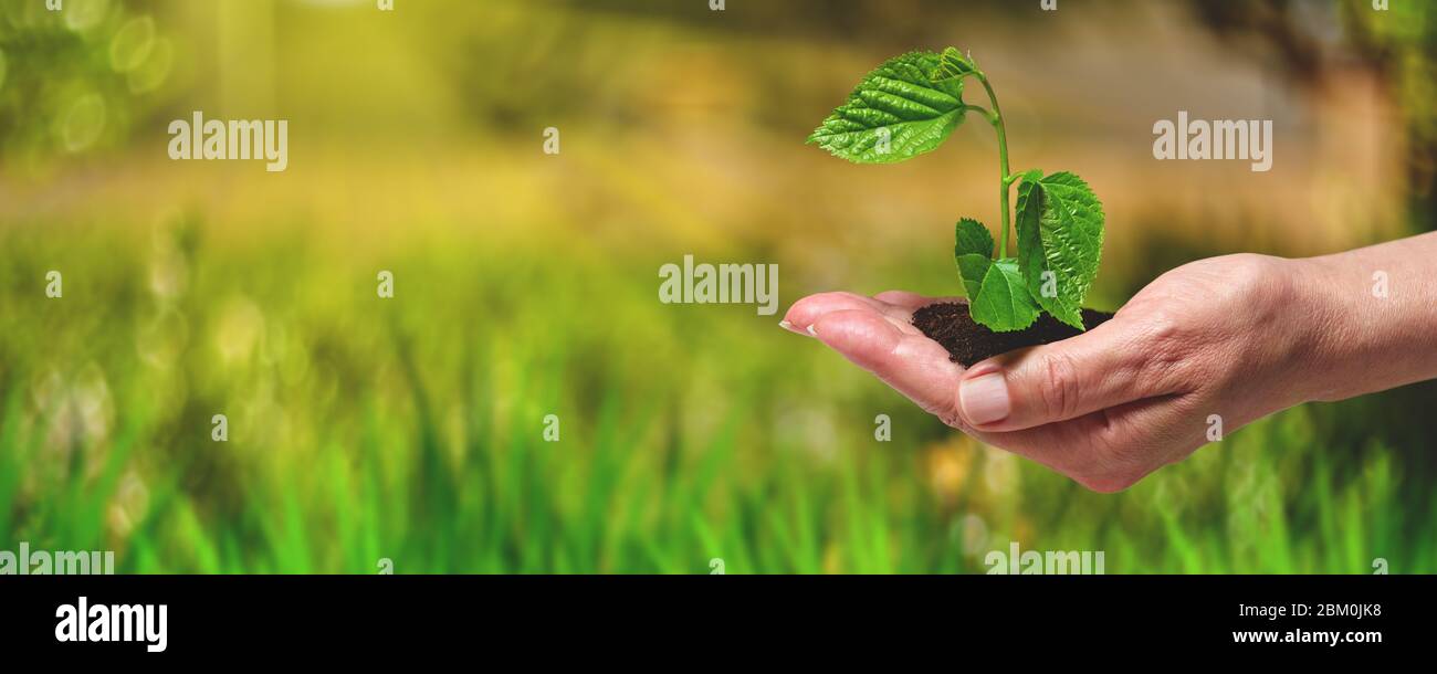 Planting a young tree.Growing,Seedling.New Life Concept Stock Photo - Alamy