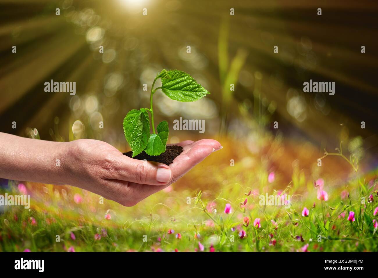 Planting a young tree in the forest.Growing,Seedling.New Life Concept ...