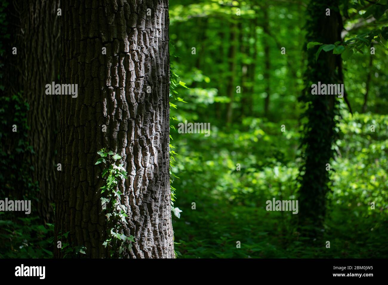 Rough wood in a green forest Stock Photo - Alamy