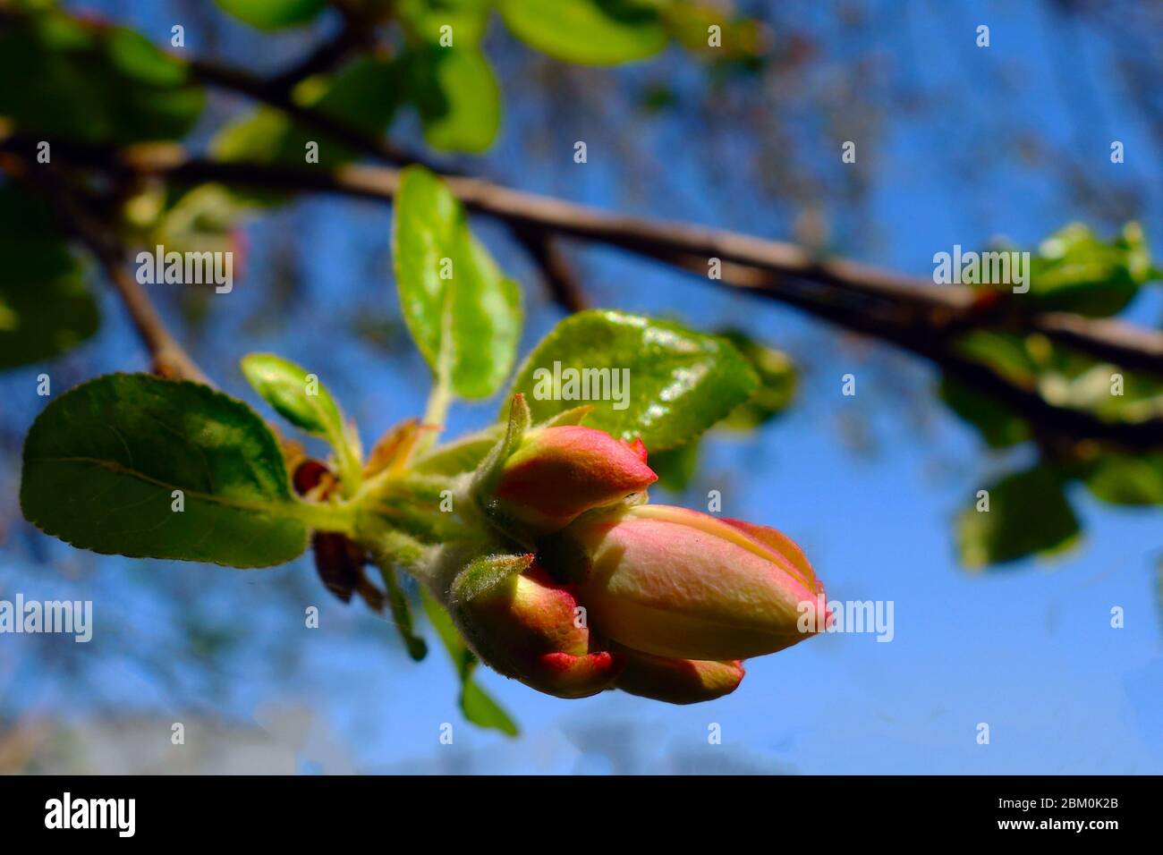 Pink delight apple hi-res stock photography and images - Alamy