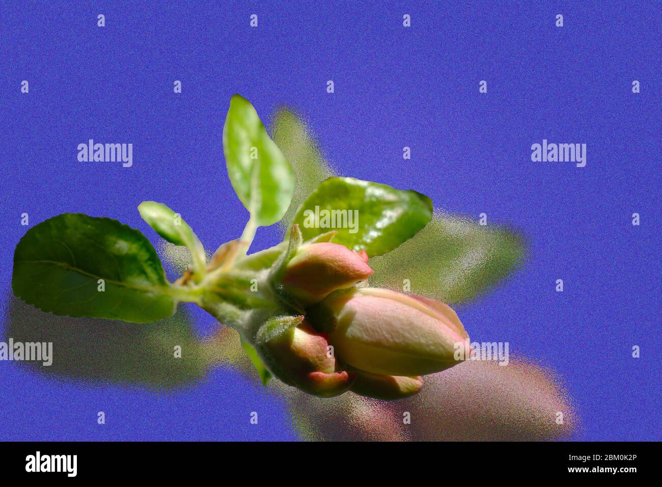 The picture of the apple buds Stock Photo - Alamy