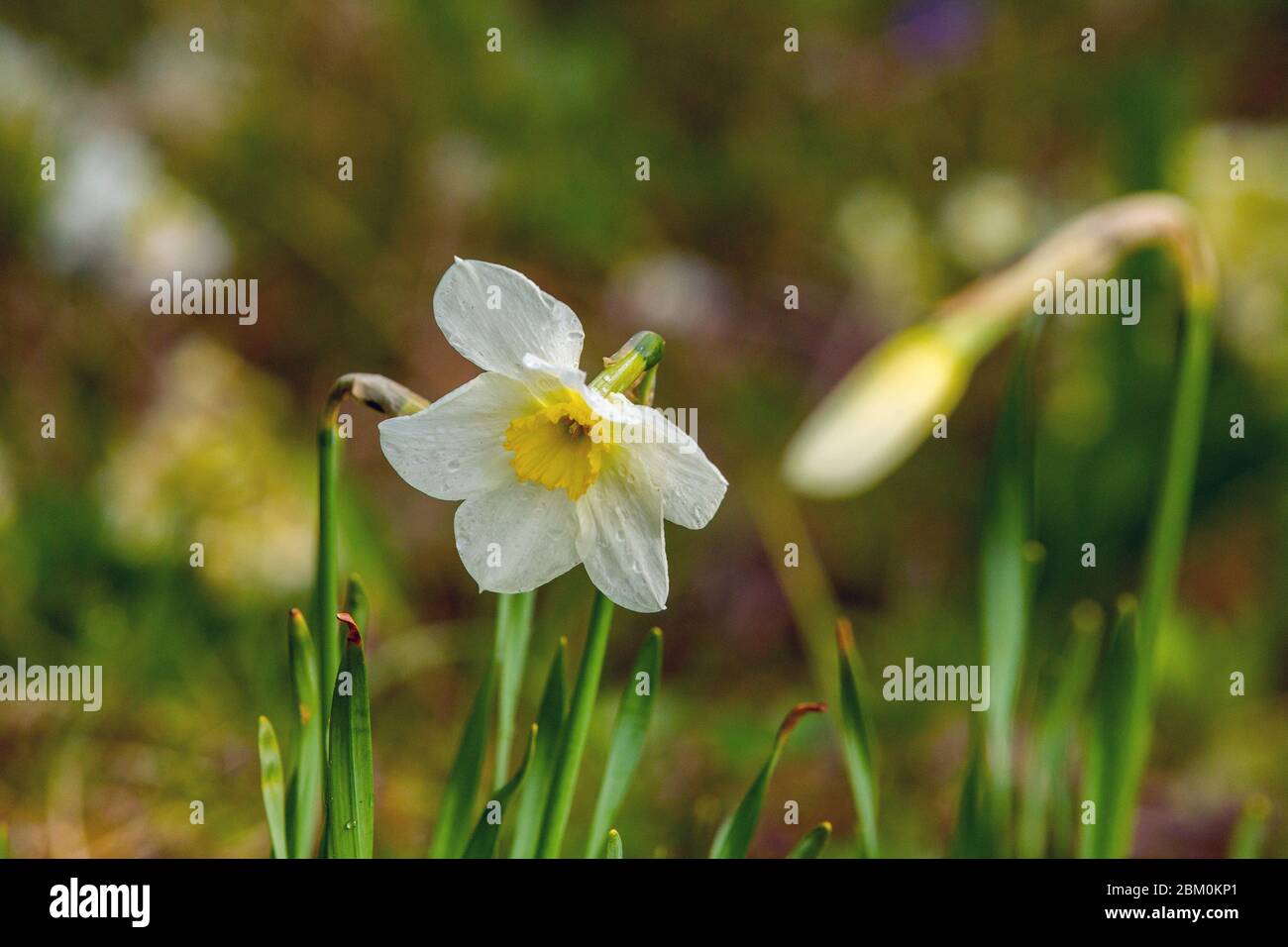 Double daffodil bouquet hi-res stock photography and images - Alamy
