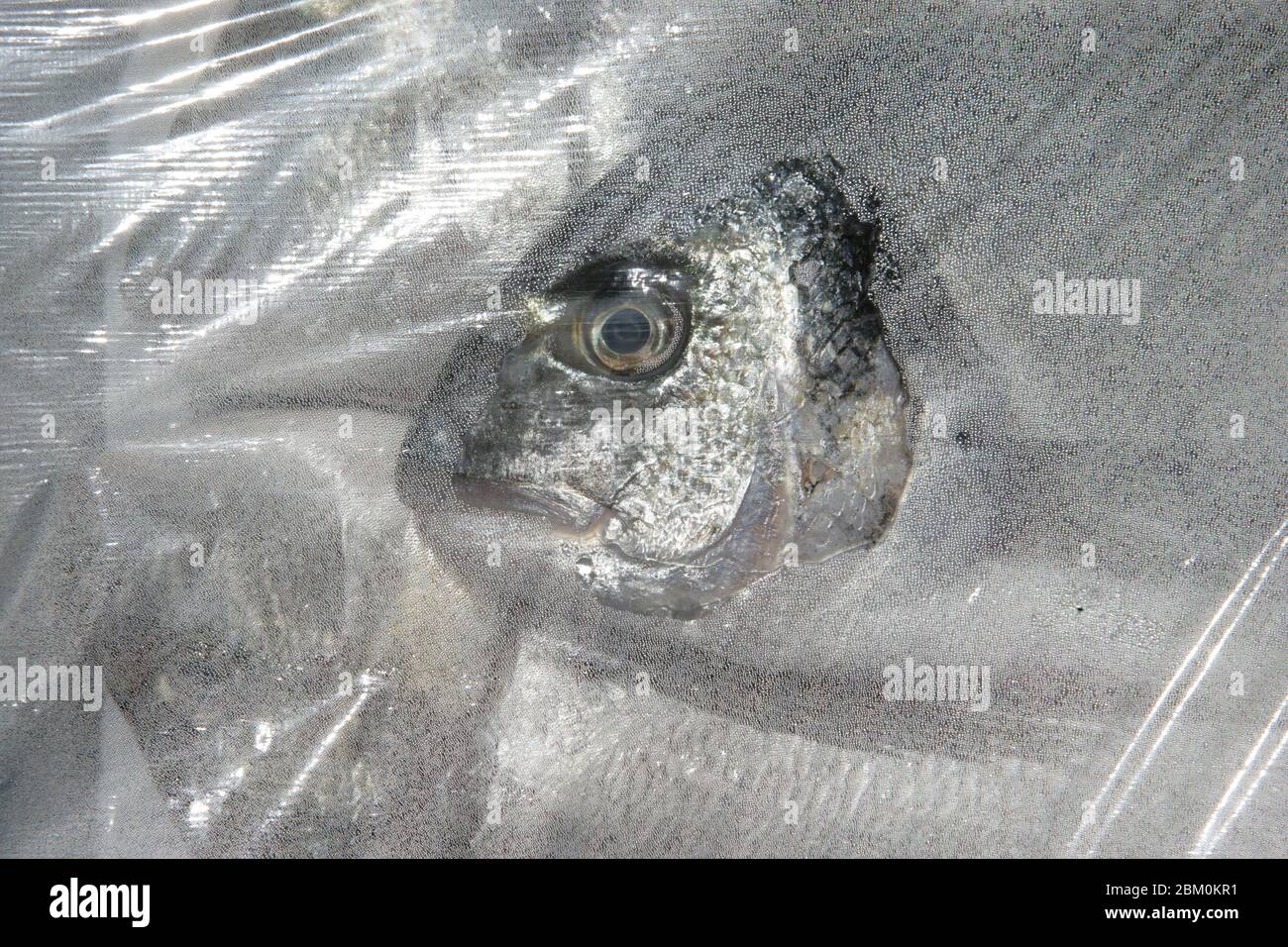 Packaged fish hi-res stock photography and images - Alamy