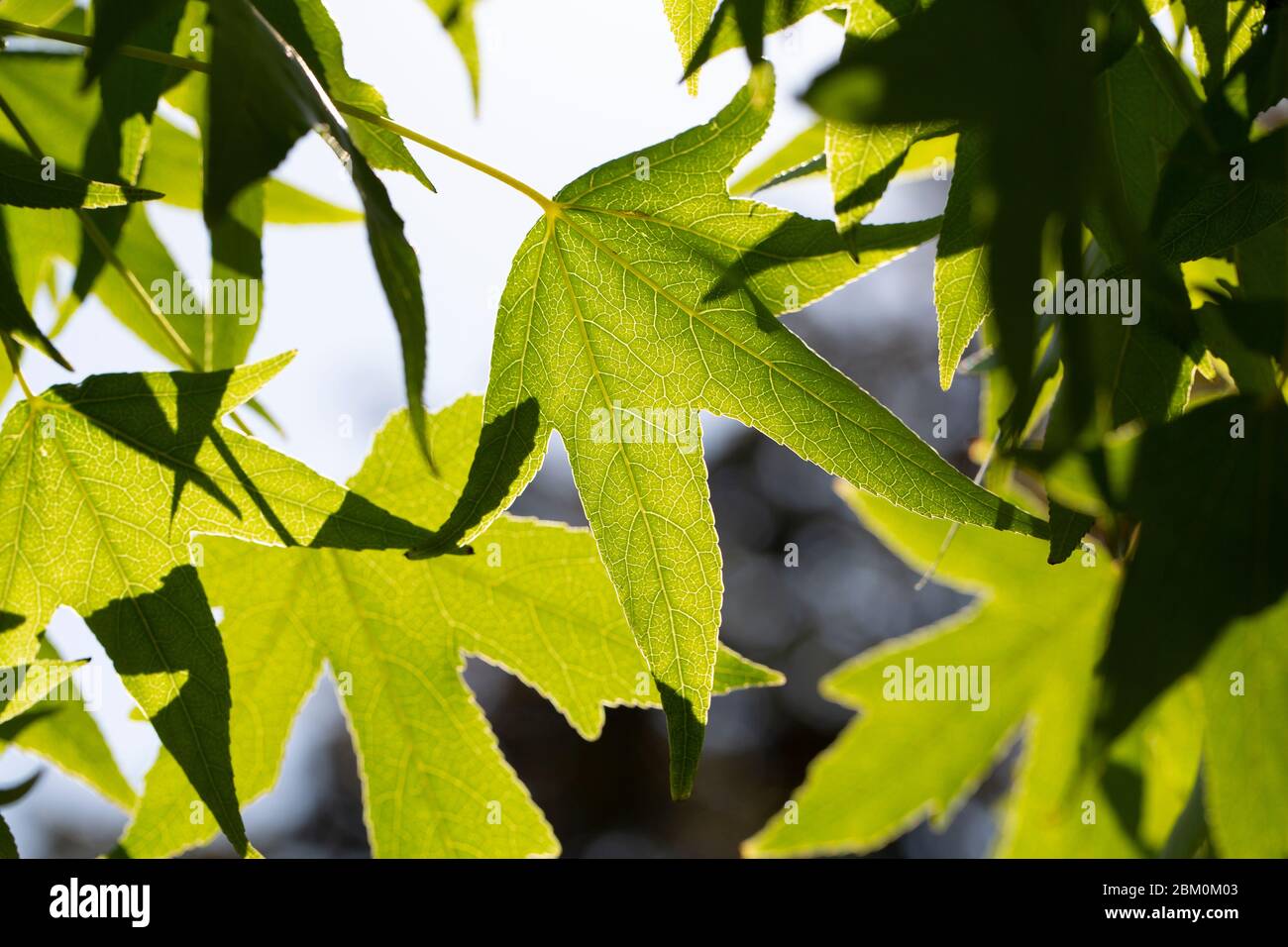 Green light lit leaves photographed against the light Stock Photo - Alamy