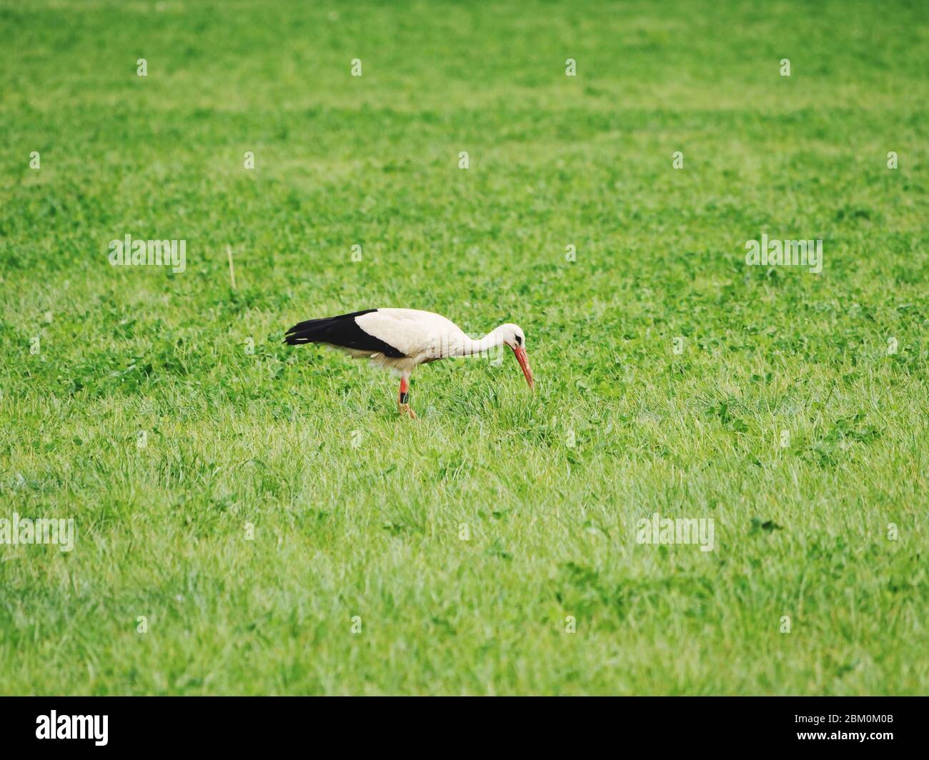 Stork standing on hi-res stock photography and images - Alamy