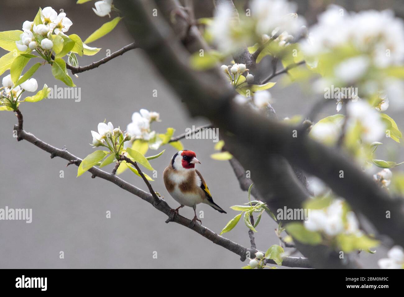 Beautiful wild bird on blossoming hi-res stock photography and images ...