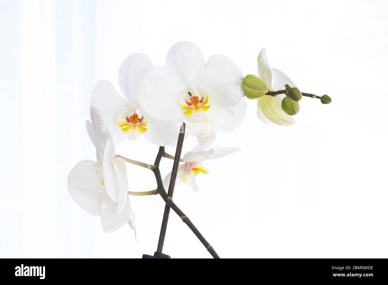 High key flower hi-res stock photography and images - Alamy