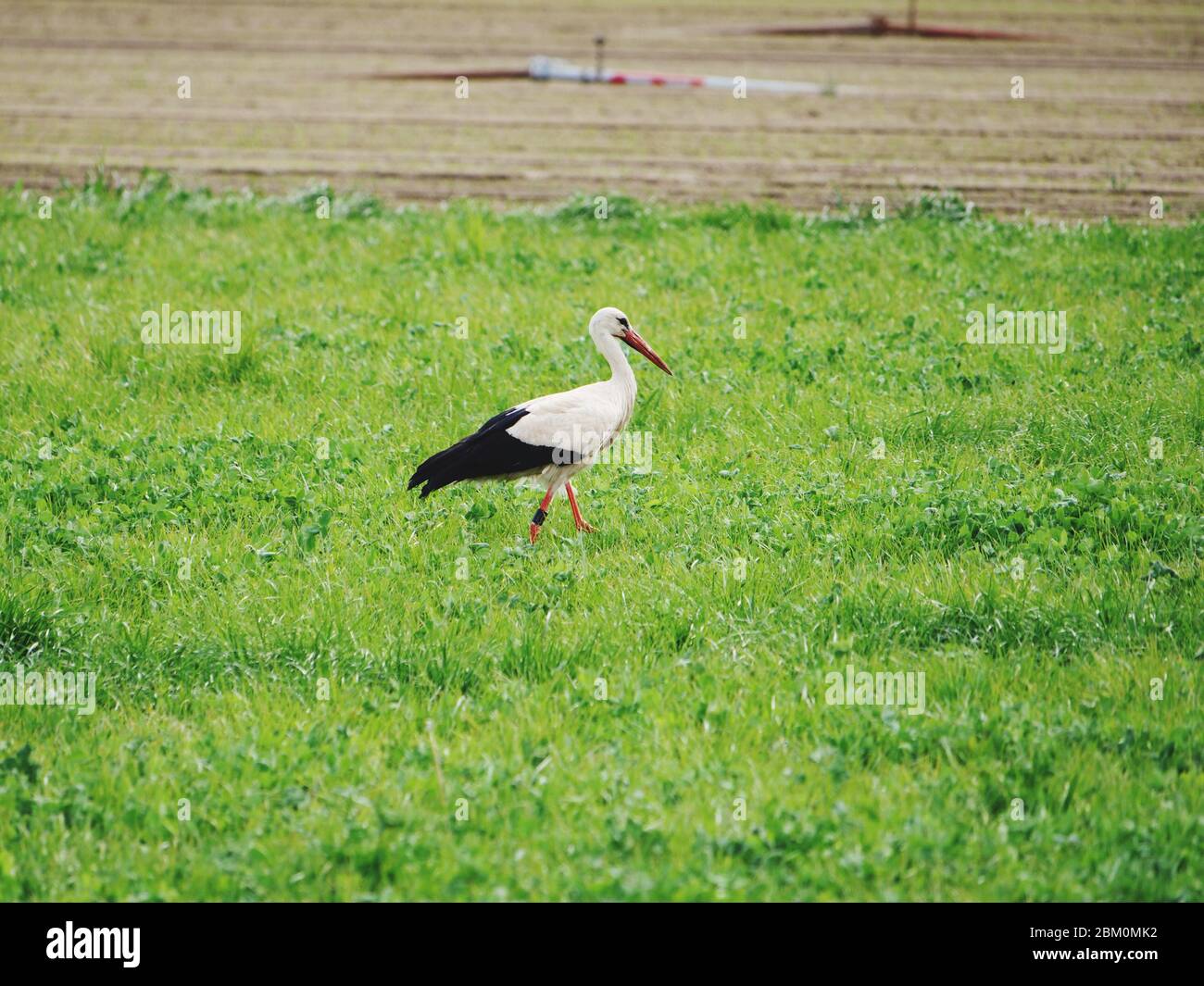 Meadow stork beak hi-res stock photography and images - Alamy