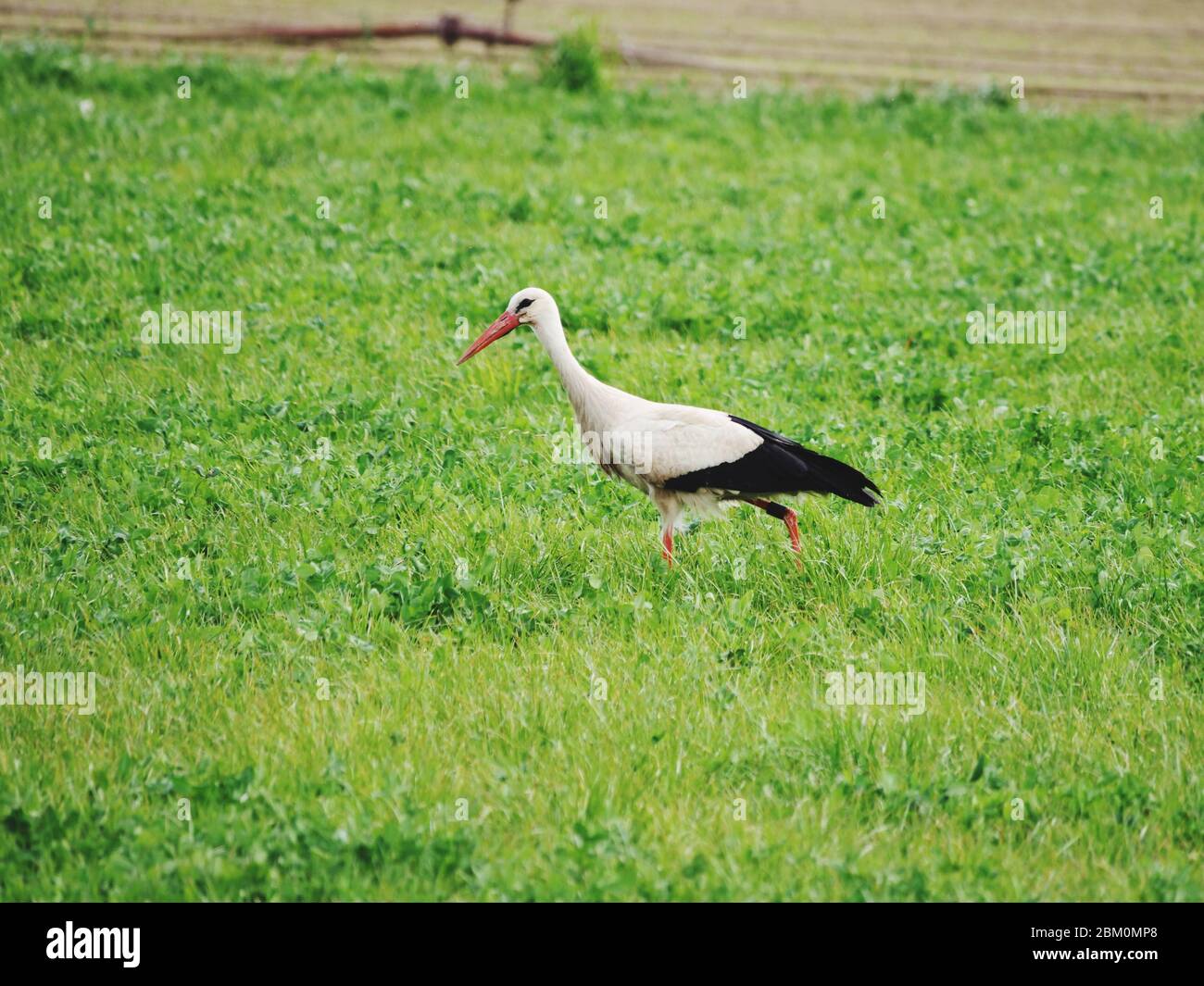 Meadow stork beak hi-res stock photography and images - Alamy