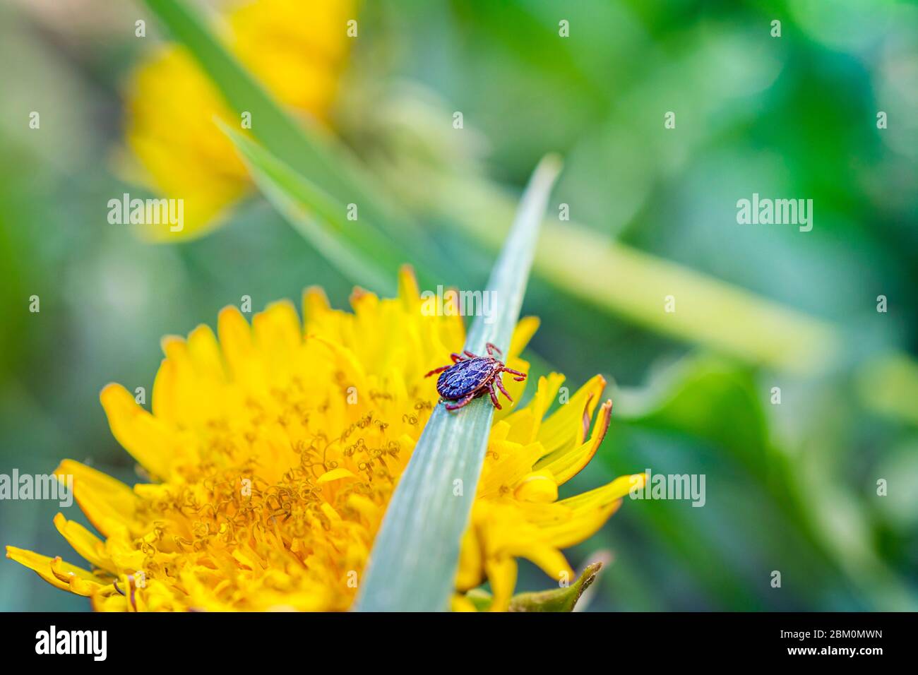 Harvest mite hi-res stock photography and images - Alamy