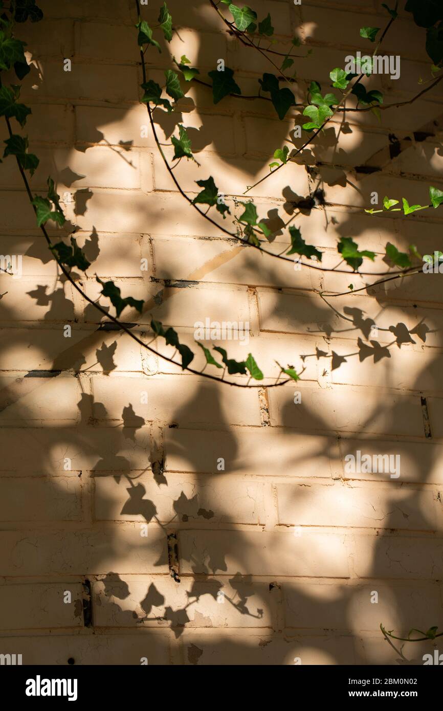 Climbing ivy on wall hi-res stock photography and images - Alamy