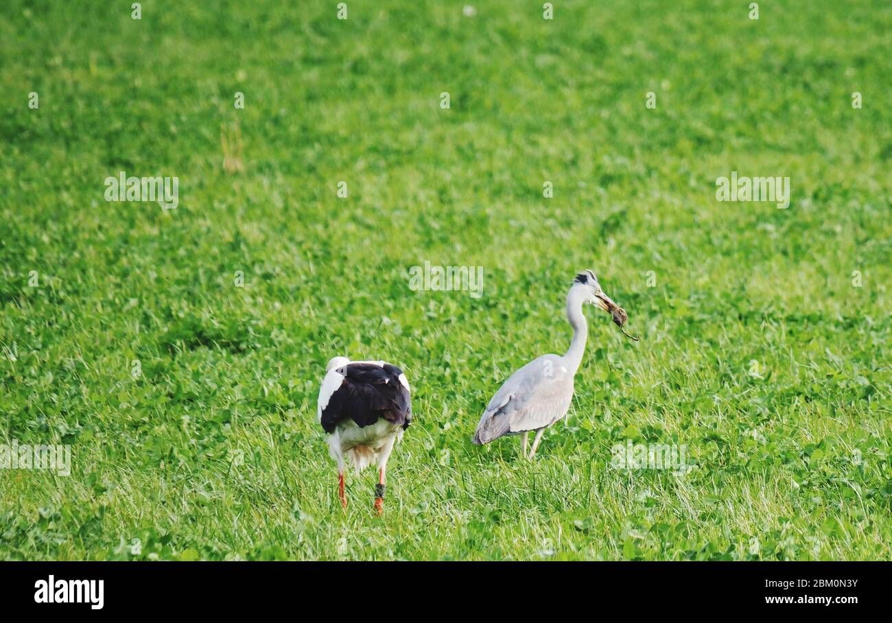 Mouse prey in beak hi-res stock photography and images - Alamy