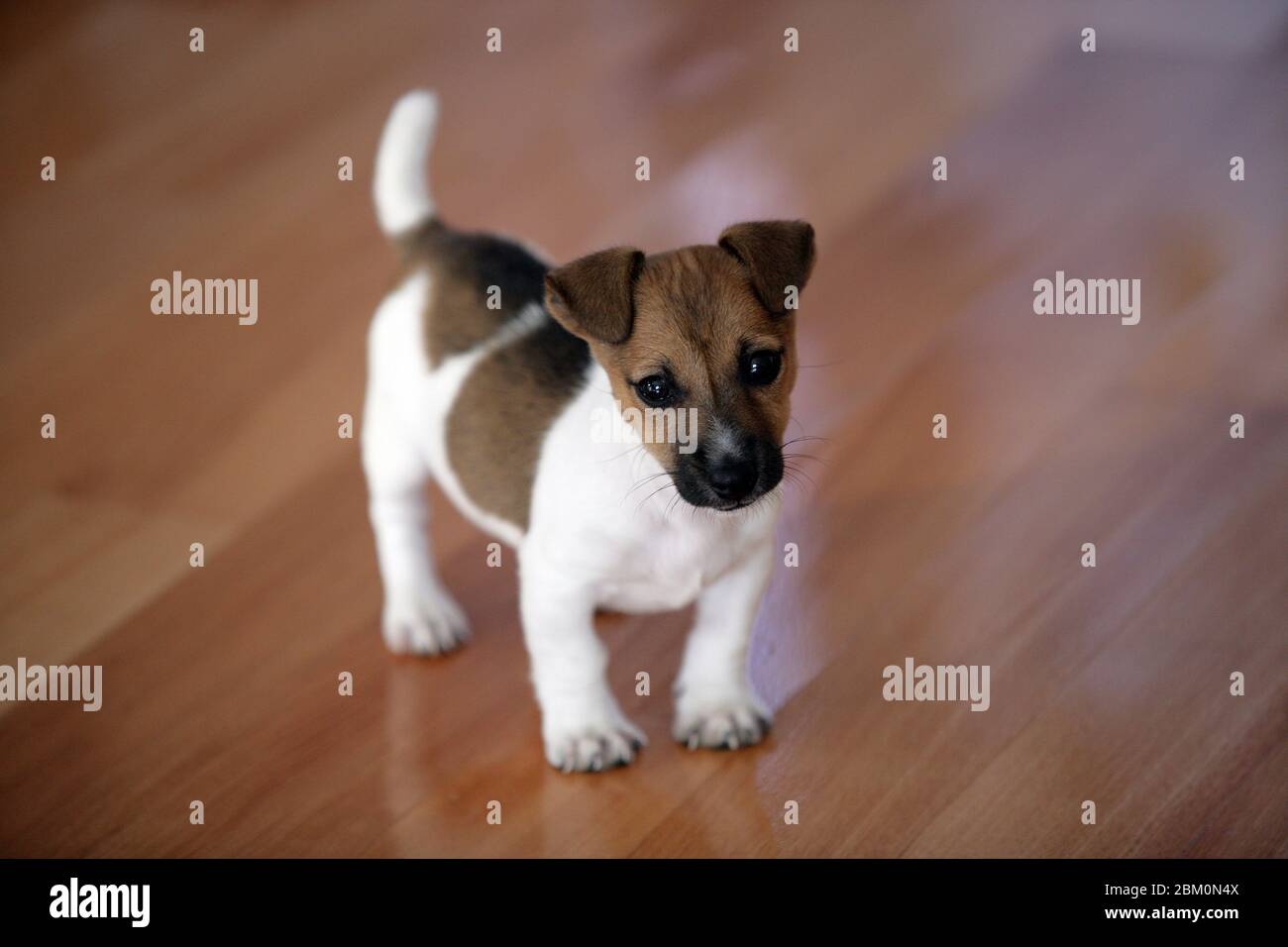 Jack little hi-res stock photography and images - Alamy