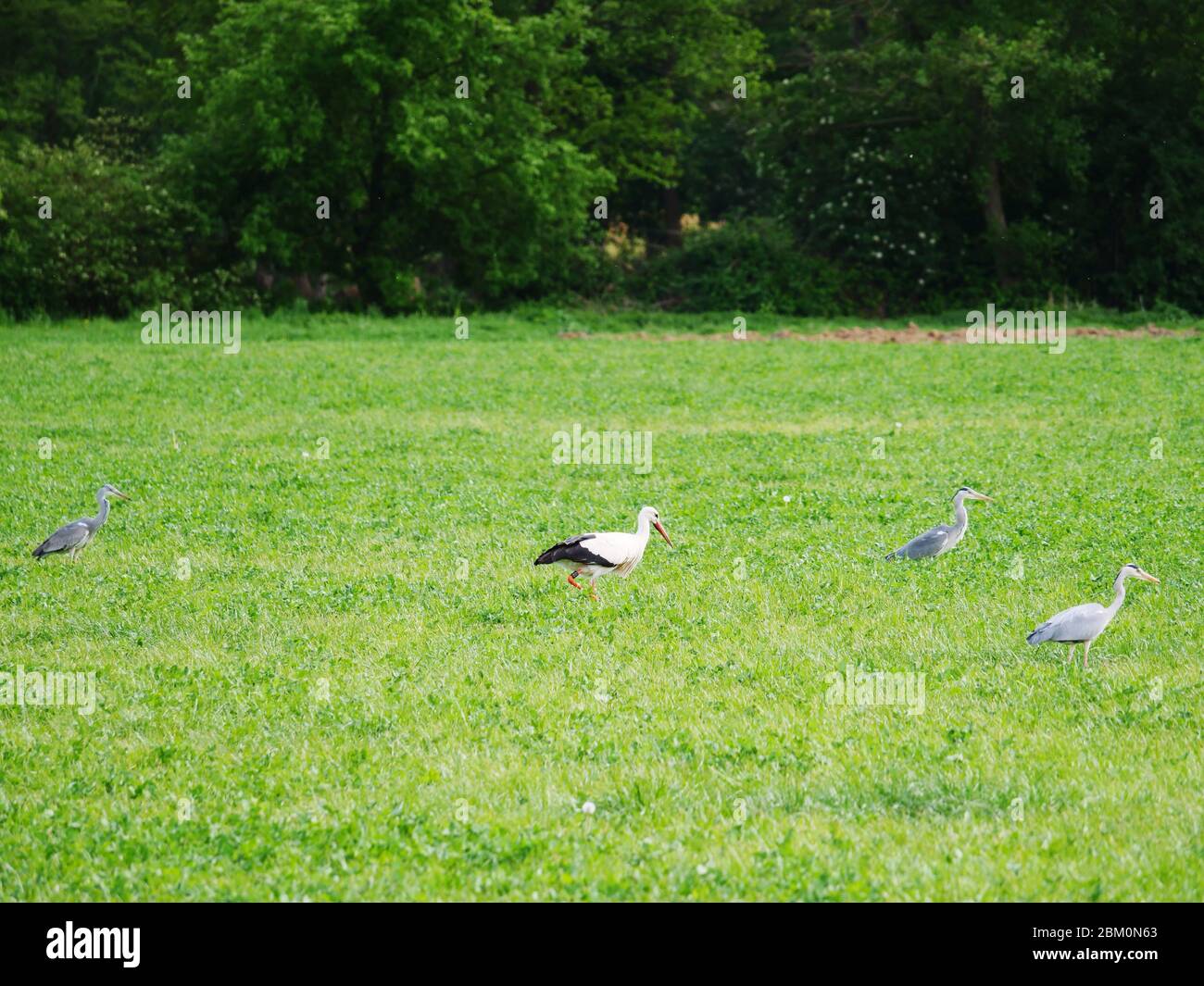 Stork group hi-res stock photography and images - Alamy