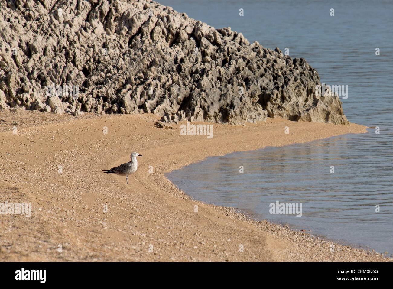 Sandy beach animals hi-res stock photography and images - Alamy