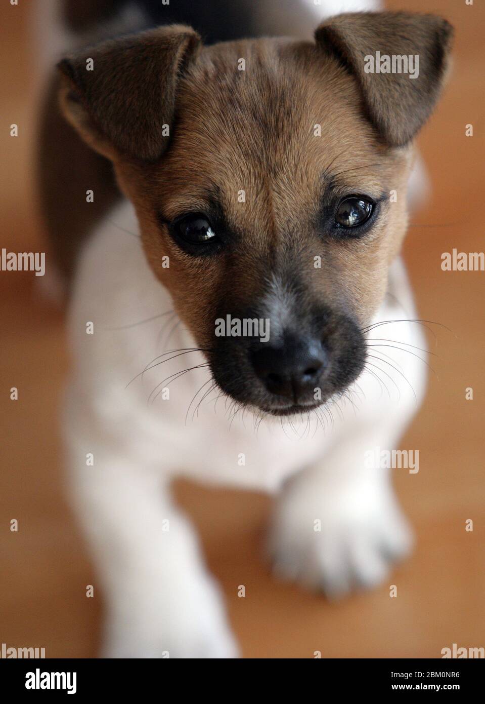 Jack russell terrier close up hi-res stock photography and images - Alamy