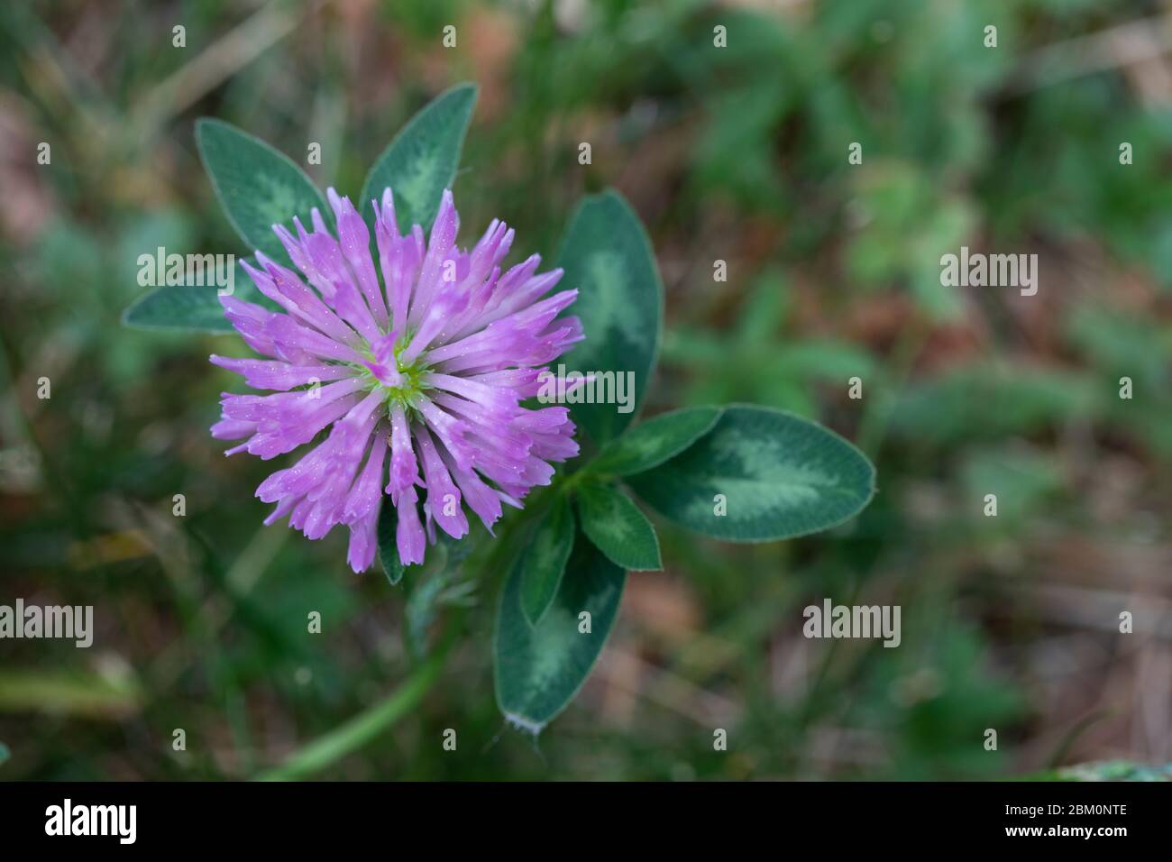 Purple clover flower hi-res stock photography and images - Alamy