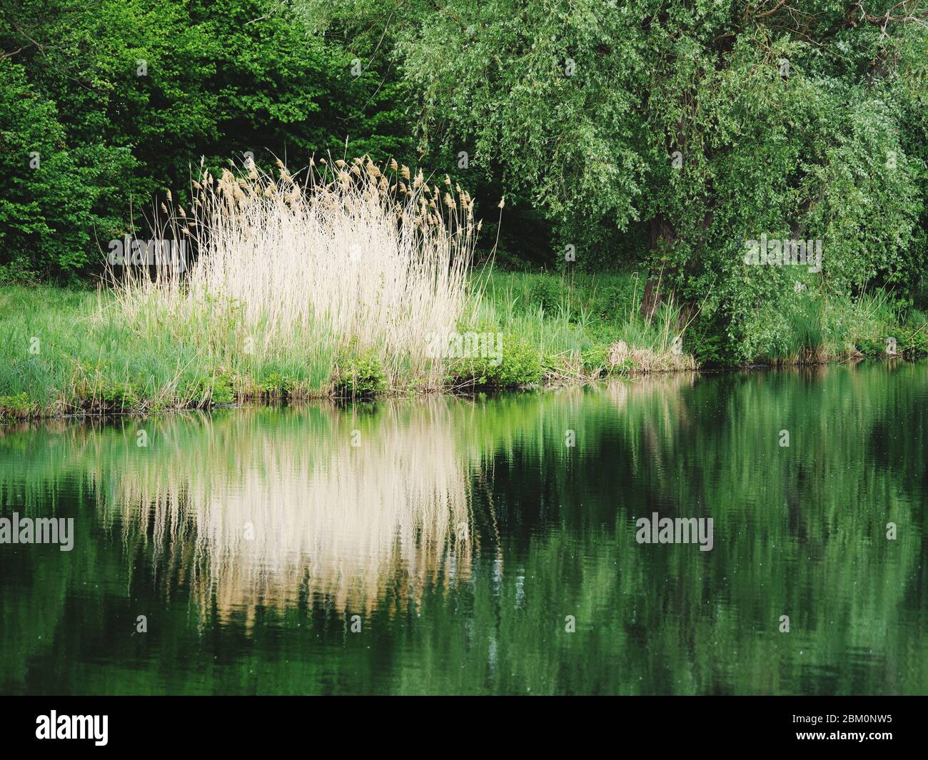 tranquility at lakeshore with reflection of reed in water Stock Photo ...