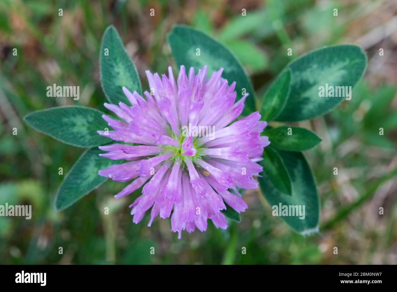 Purple clover flower hi-res stock photography and images - Alamy
