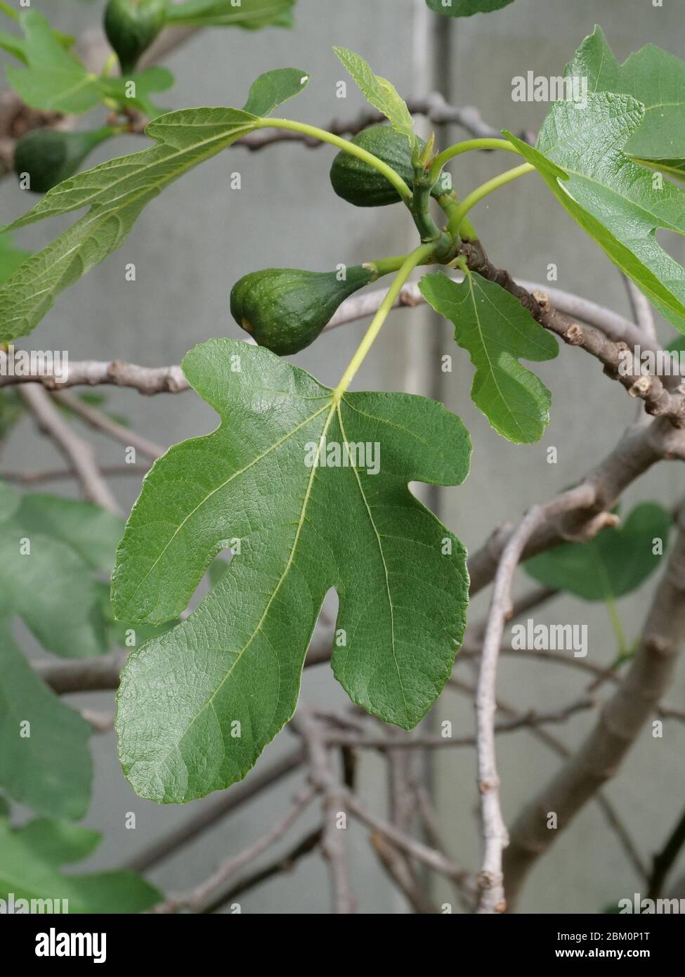 fruit and leaves of a fig tree Stock Photo - Alamy