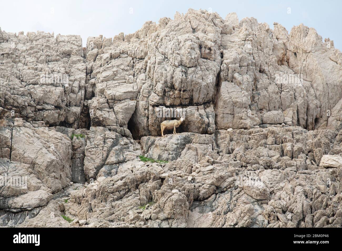 Sheep standing on the rocks Stock Photo - Alamy