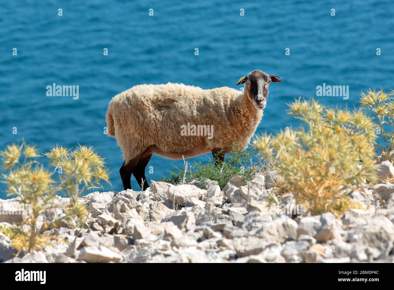 Standing stone and cattle hi-res stock photography and images - Alamy