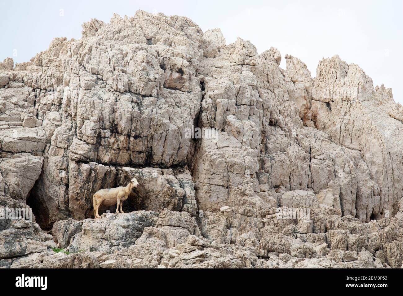 Sheep standing on the rocks Stock Photo - Alamy