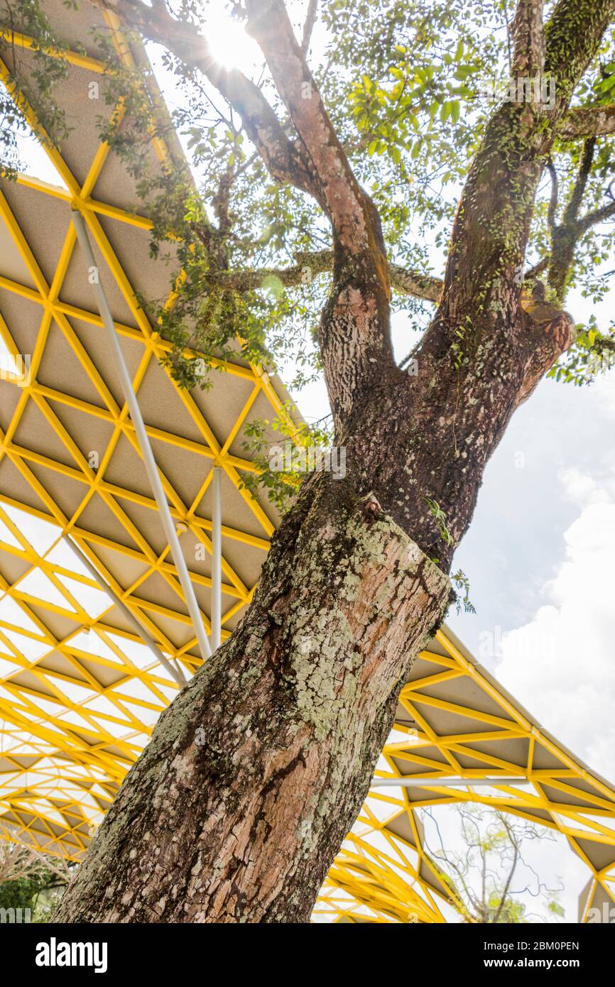 Mimusops elengi tree with sunshine and sunbeams in Perdana Botanical ...
