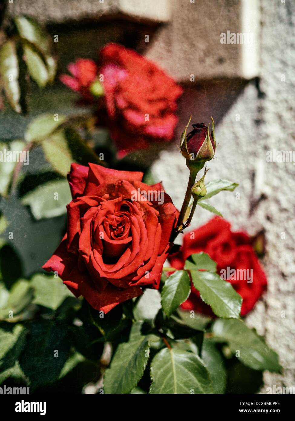 Stunningly beautiful red rose flowers in spring. Sunny weather. France ...