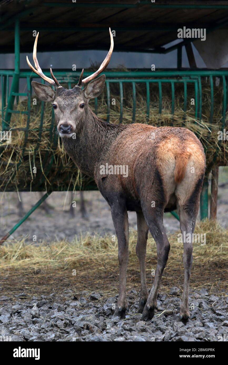 Big antlers hi-res stock photography and images - Alamy