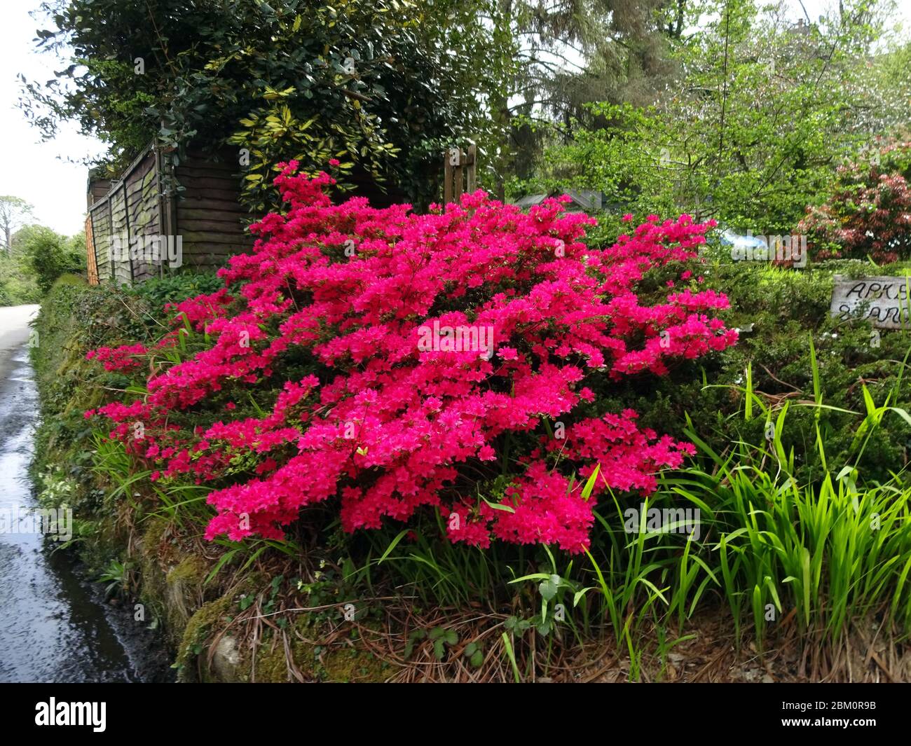 Flowering azalea hi-res stock photography and images - Alamy