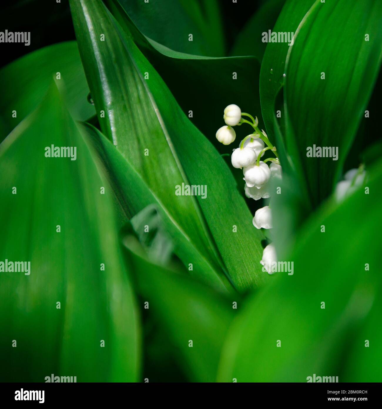 Forest spring lilies of the valley with young buds Stock Photo - Alamy