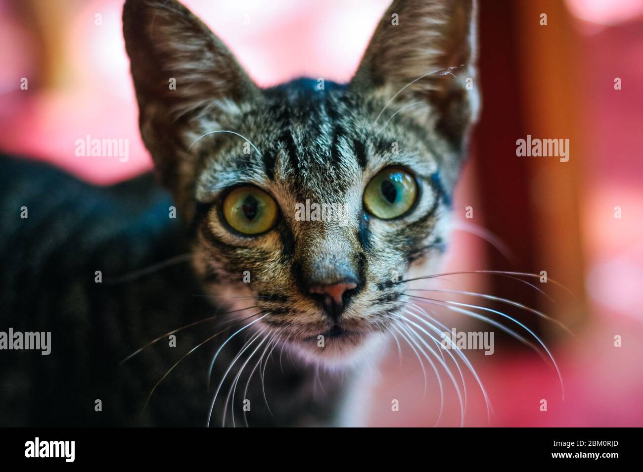 portrait of tabby cat Stock Photo - Alamy