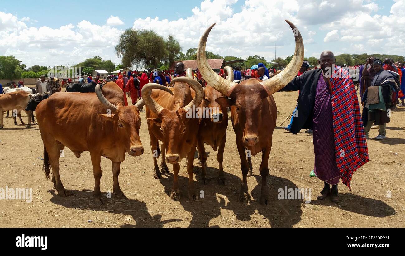 Masai tribesmen herd cattle in hi-res stock photography and images - Alamy