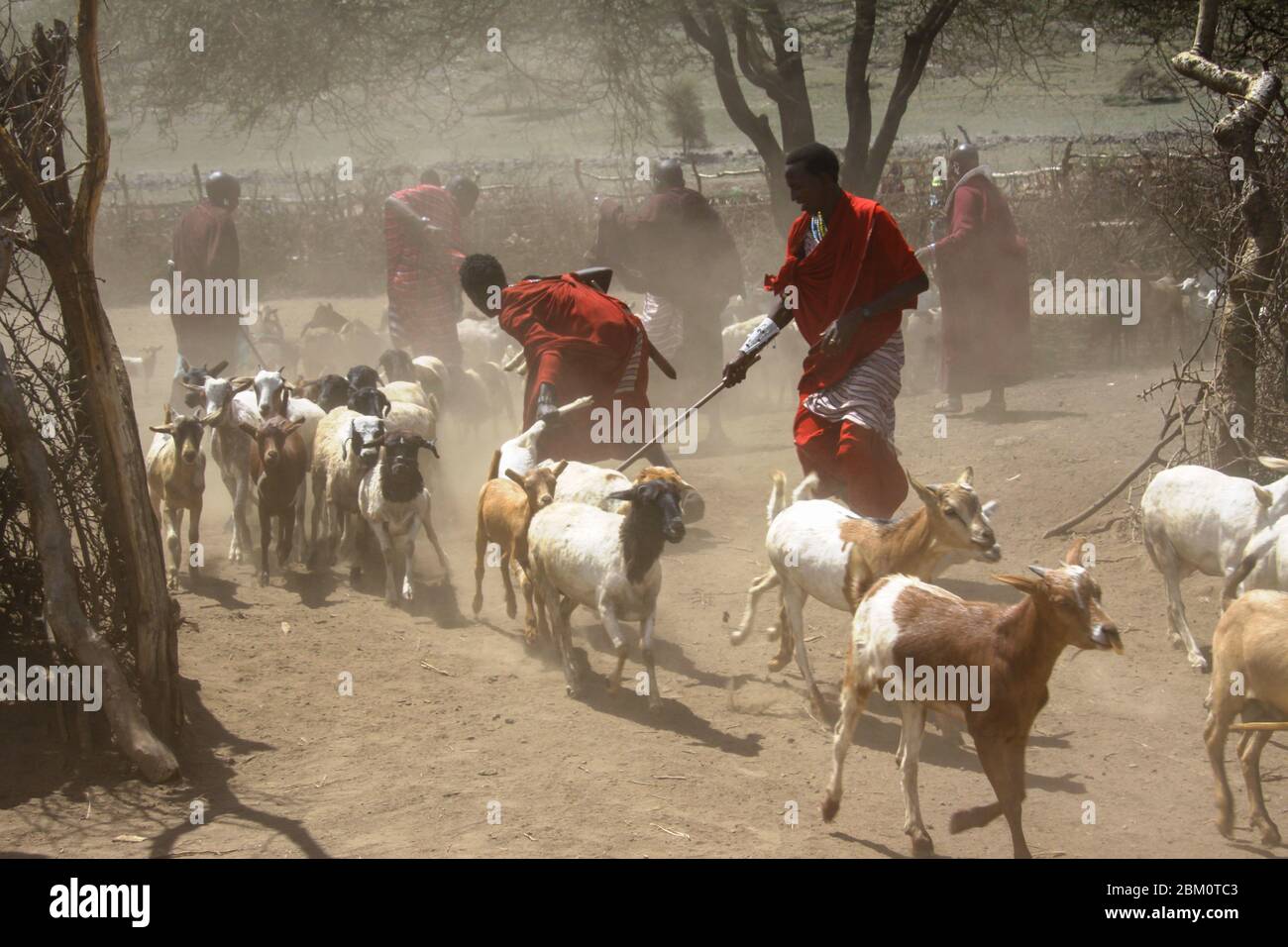 Maasai tribe cattle hi-res stock photography and images - Alamy
