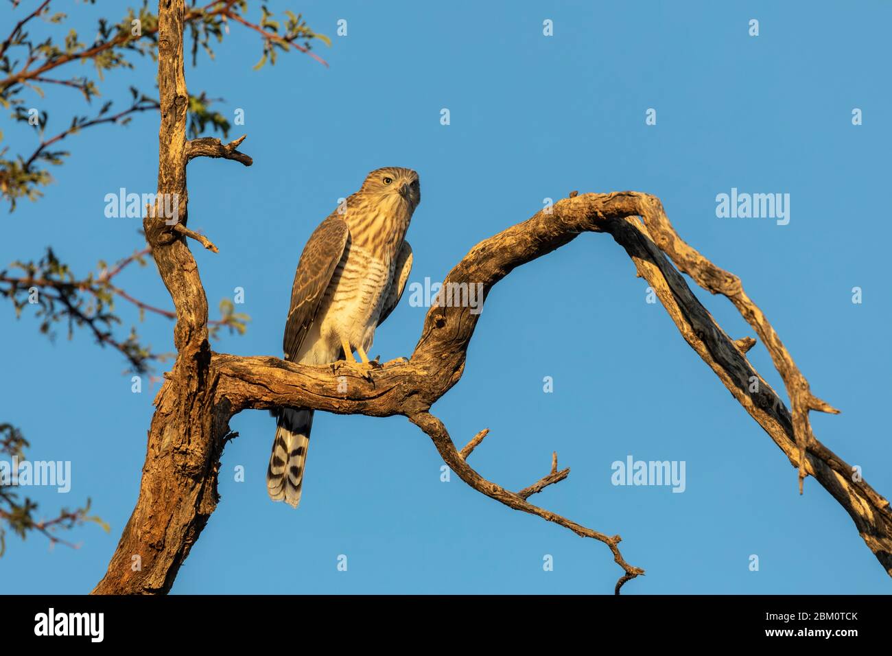 Gabar goshawk (Micronisus gabar) immature female, Kgalagadi ...