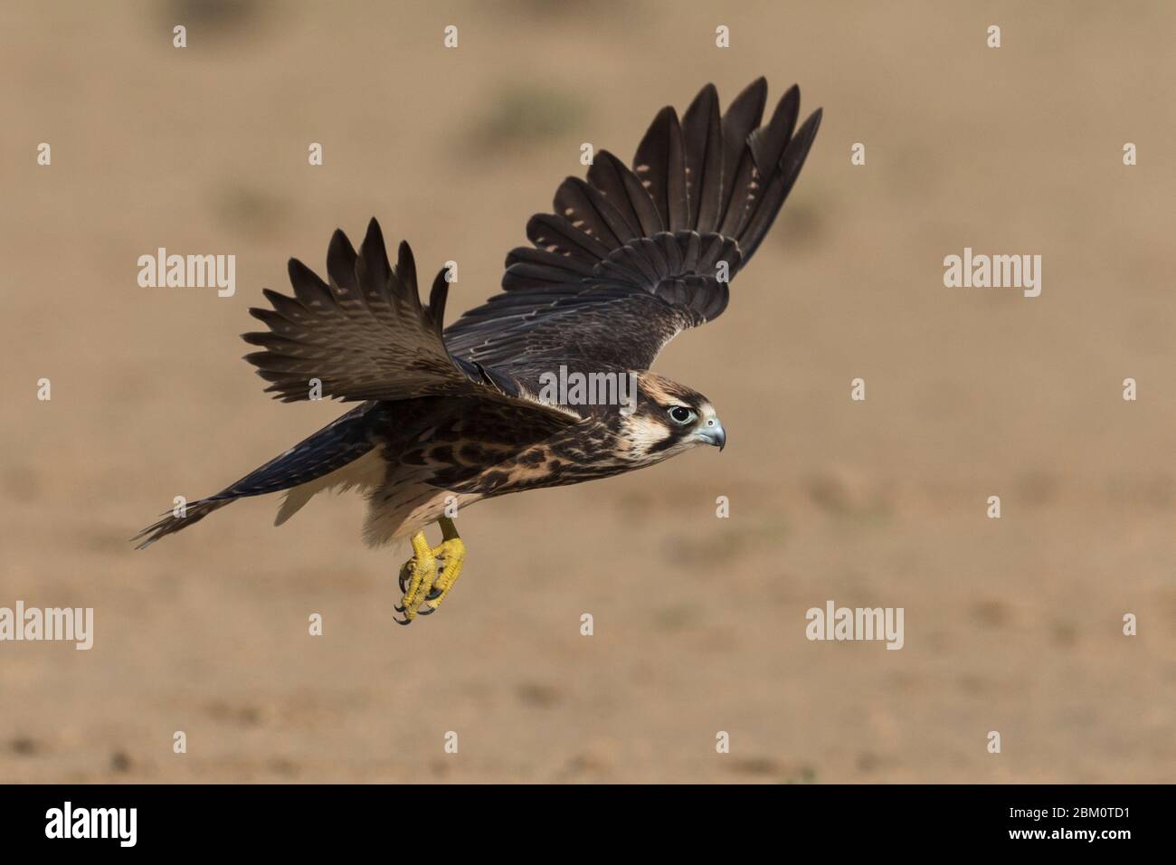 Lanner falcon (Falco biarmicus) immature in flight, Kgalagadi ...