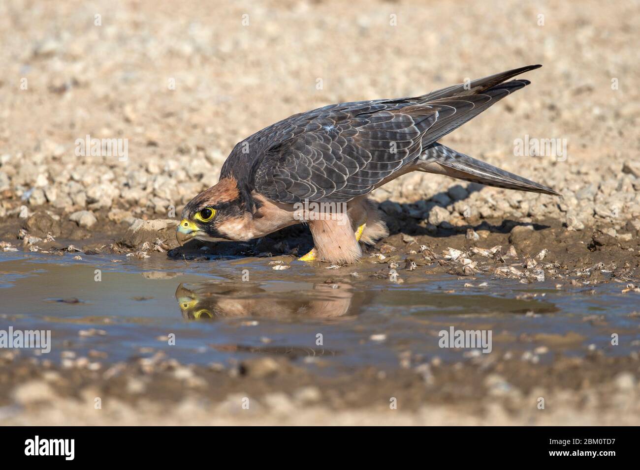 Lanner falcon (Falco biarmicus) at water, Kgalagadi transfrontier park ...