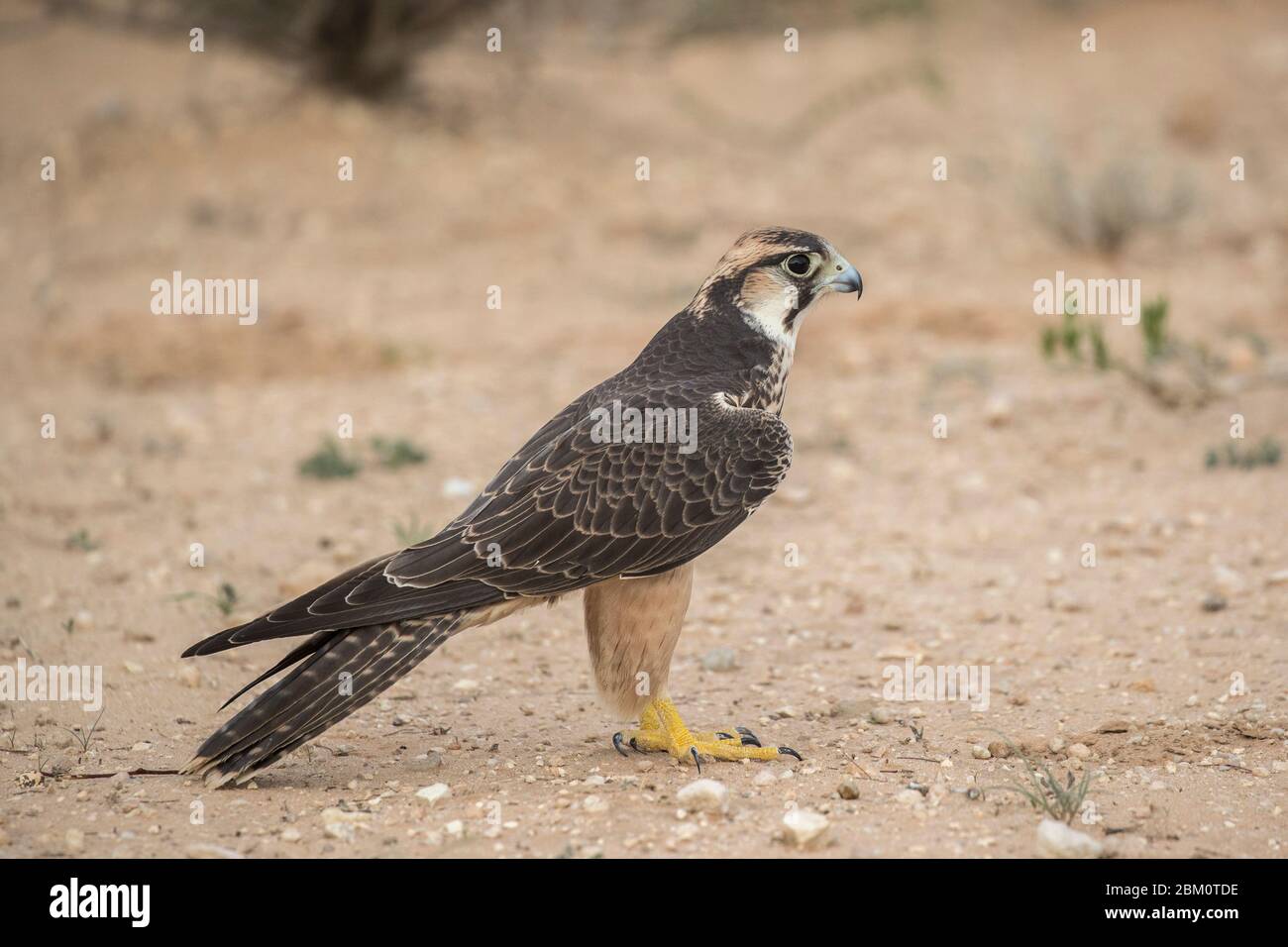 Falco biarmicus immature hi-res stock photography and images - Alamy
