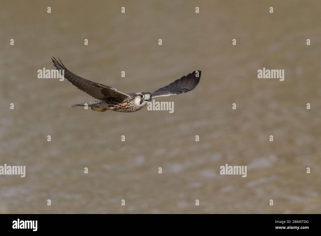 Lanner falcon (Falco biarmicus) immature in flight, Kgalagadi ...