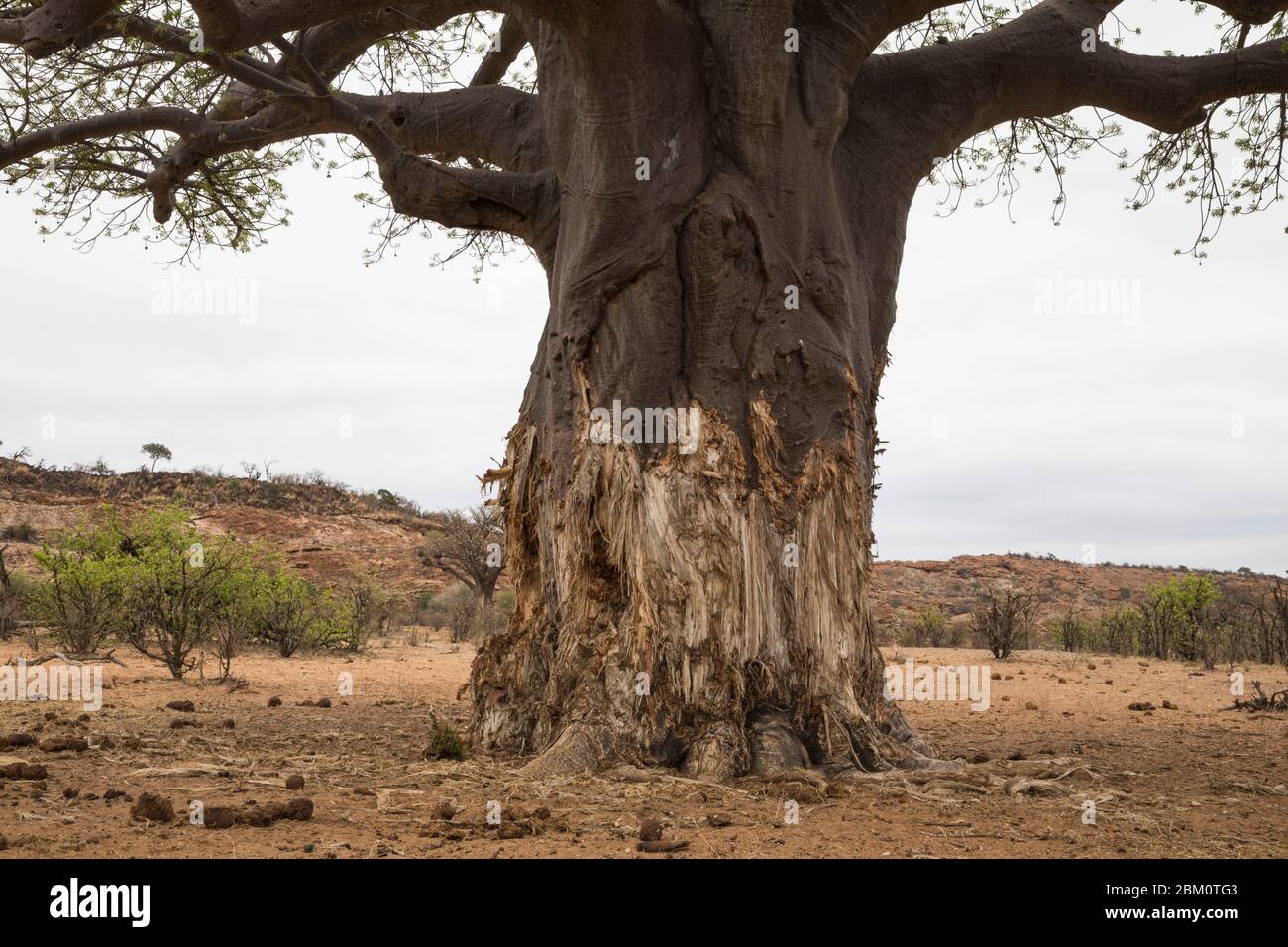 Baobab (Adansonia digitata) tree with elephant damage, Mapungubwe ...