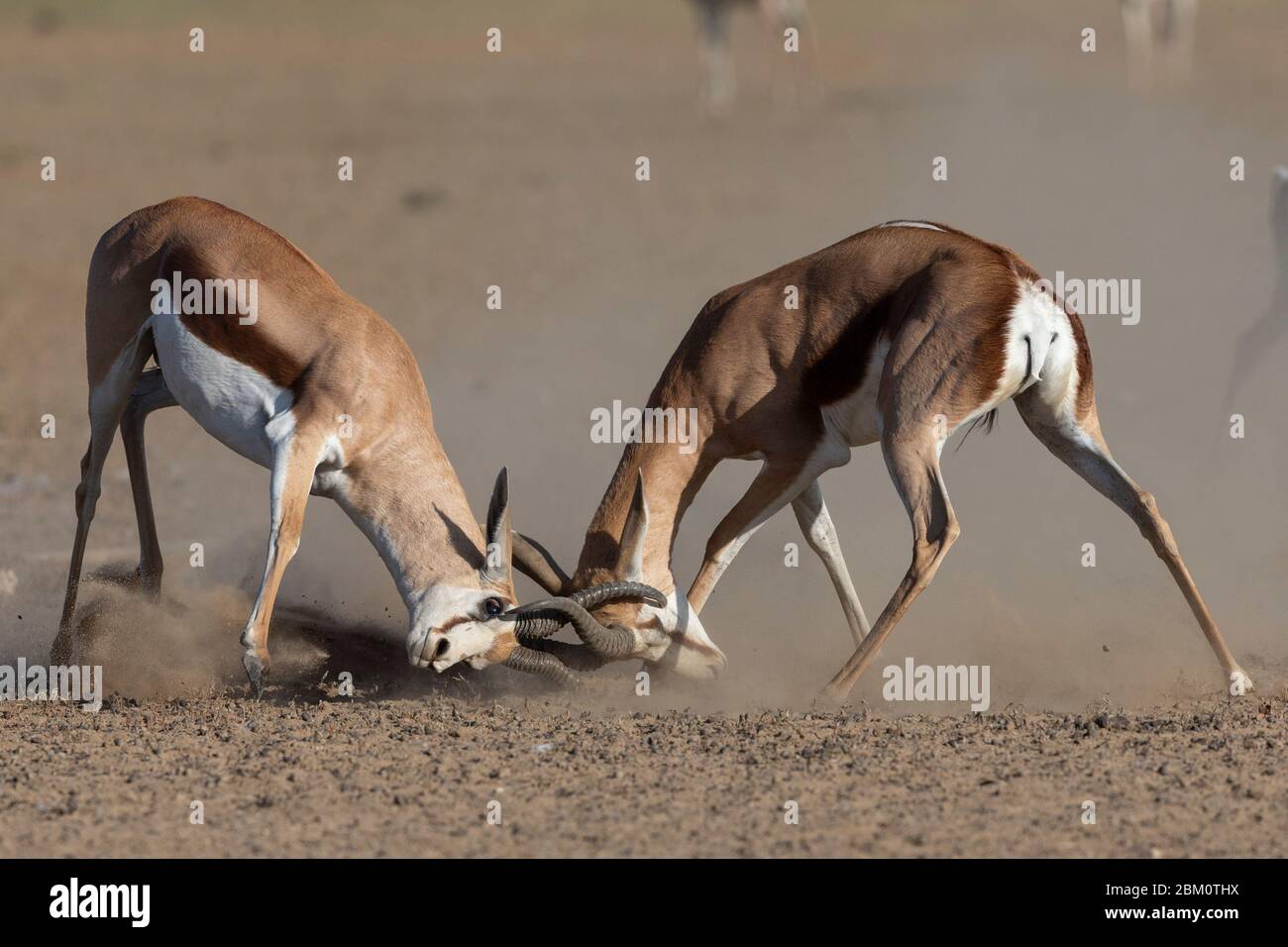 Springbok (Antidorcas marsupialis) fighting, Kgalagadi Transfrontier ...