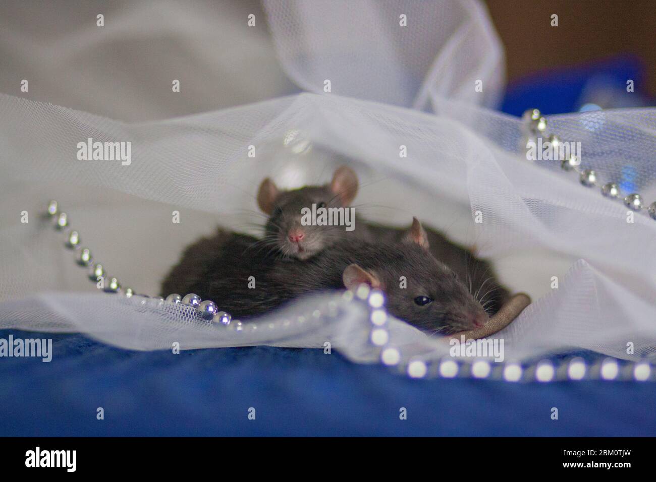 Blue rats tail hi-res stock photography and images - Alamy