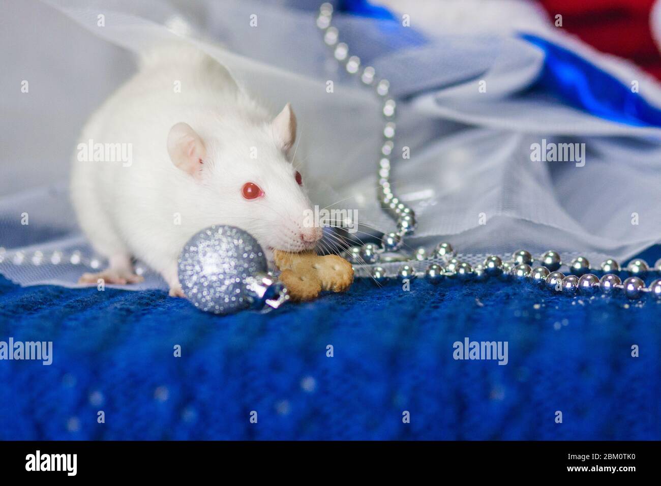 Blue rats tail hi-res stock photography and images - Alamy