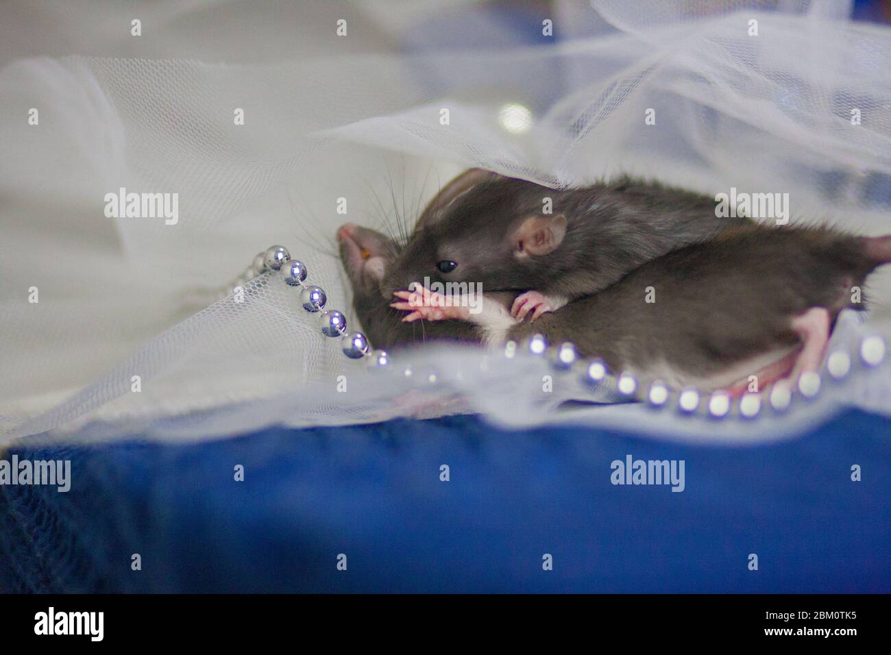 Blue rats tail hi-res stock photography and images - Alamy