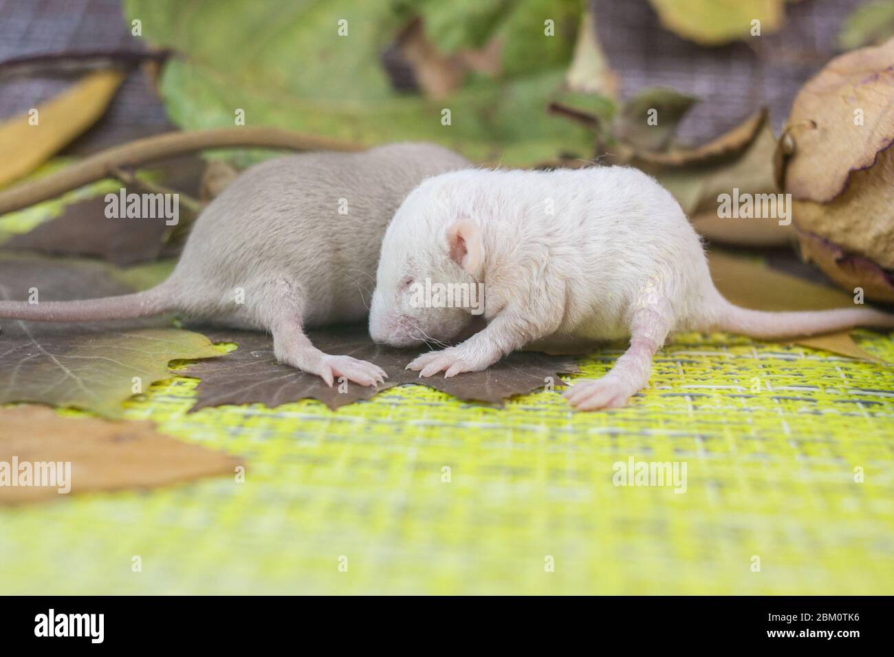 Rats family together. Little mice together with the whole family Stock ...