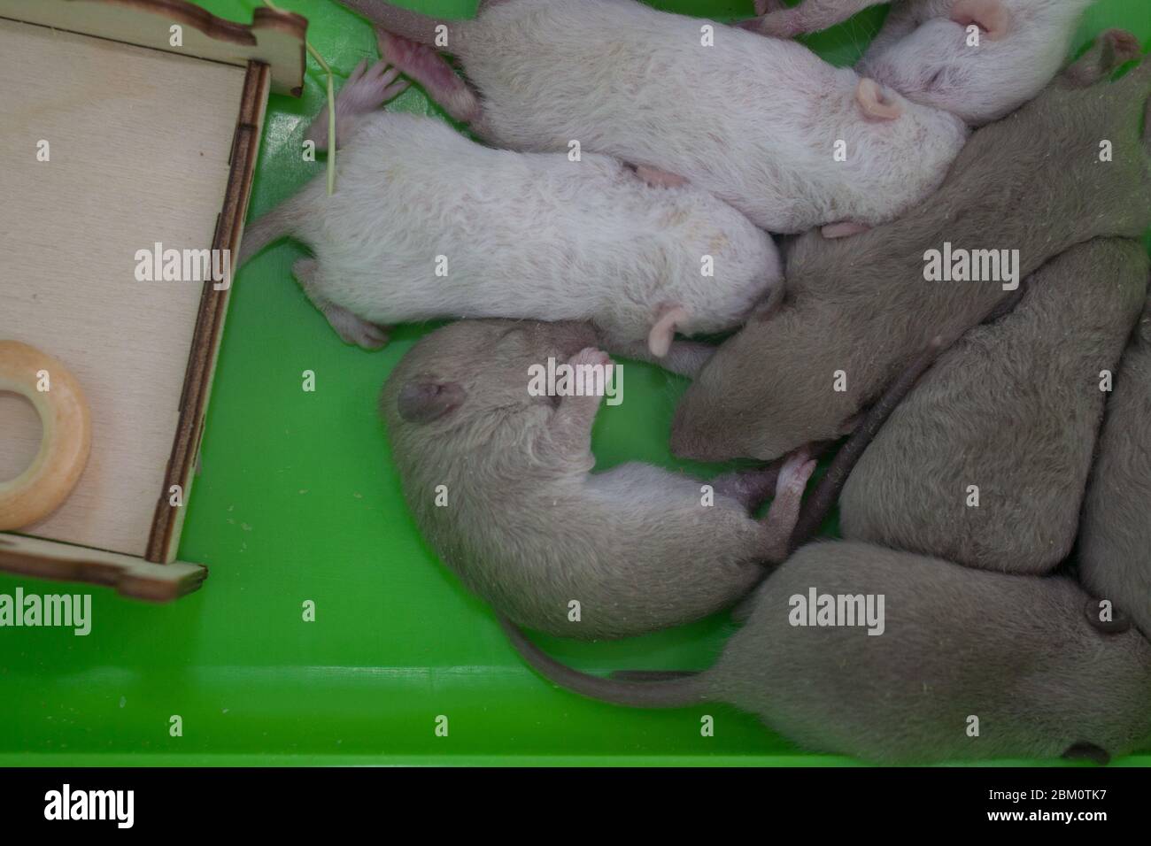 Laboratory mice together hi-res stock photography and images - Alamy