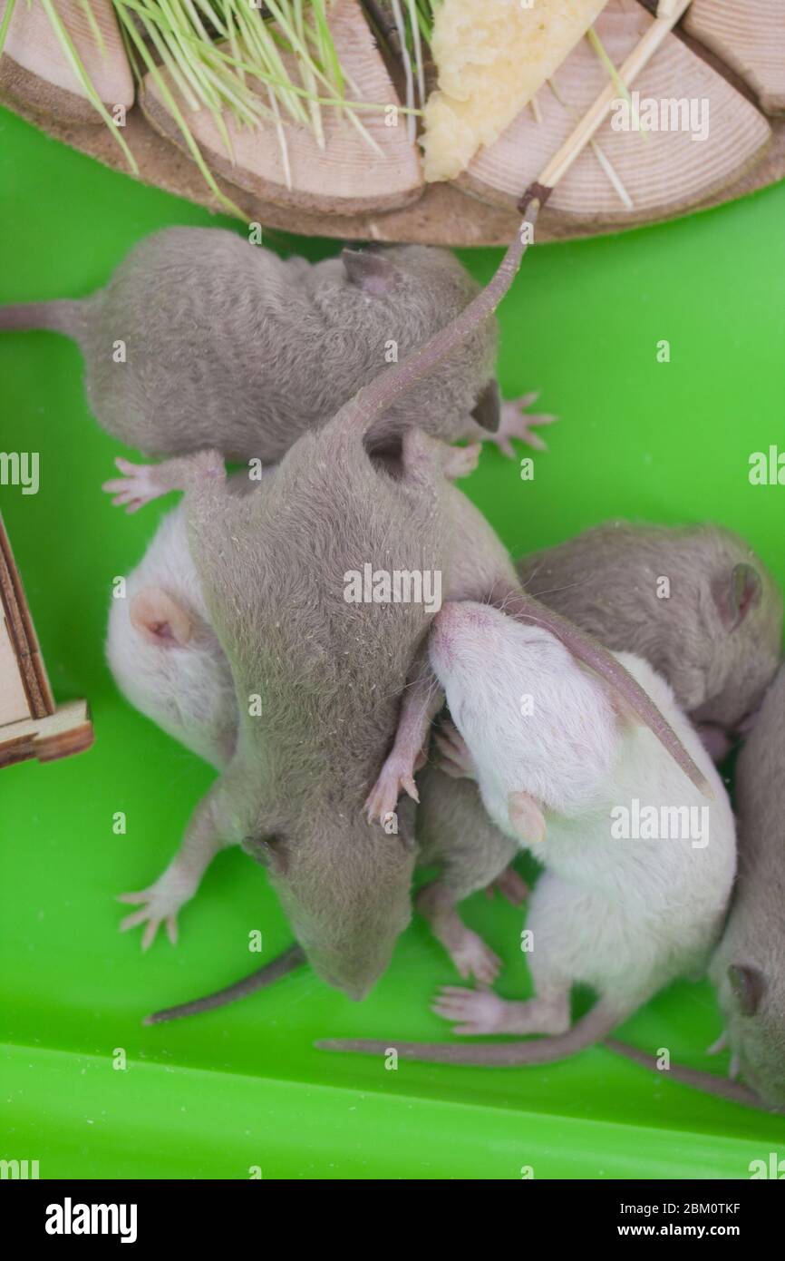 Laboratory mice together hi-res stock photography and images - Alamy