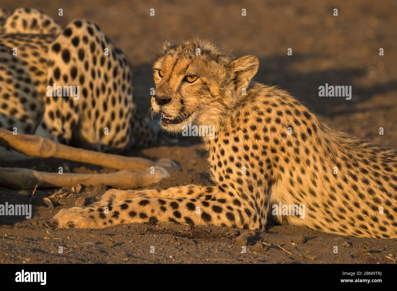 Tuli game reserve hi-res stock photography and images - Alamy