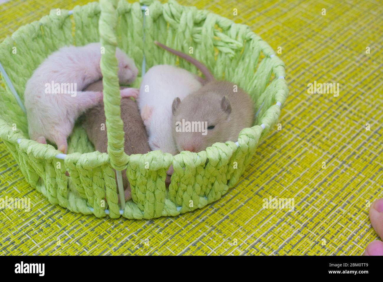 Rats family together. Little mice together with the whole family Stock ...